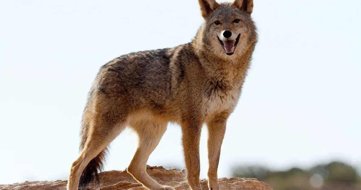 Staying Safe: Guide to Dangerous Animals in Joshua Tree