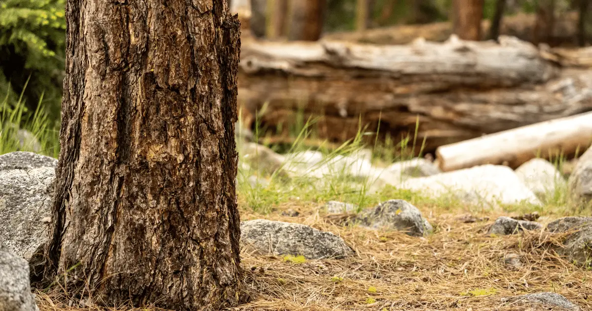 Wilderness Adventure: Bear Paw Trail Guide