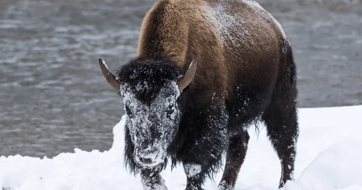 Bison Attack in Yellowstone - What You Need to Know