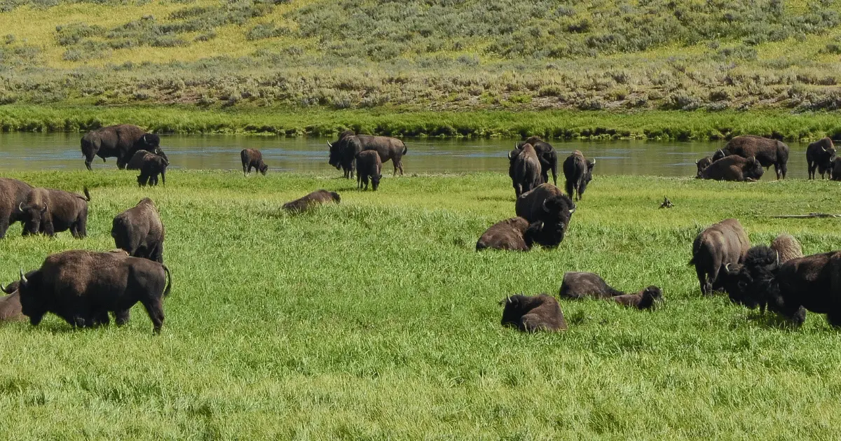 Colter Wall Yellowstone: A Musical Journey