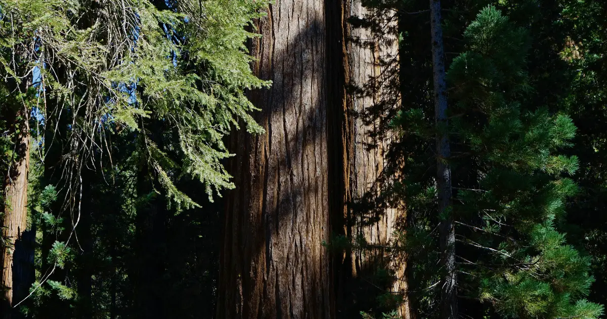 General Grant Grove: Kings Canyon's Hidden Gem