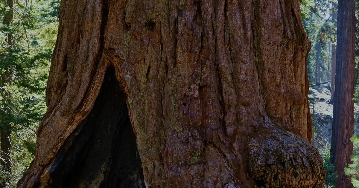 General Grant Grove: Kings Canyon's Hidden Gem