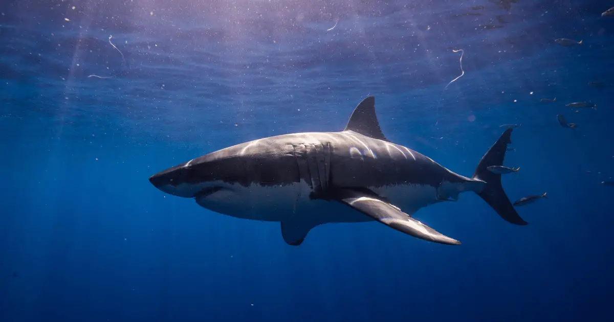White Shark San Diego: Habitat, Behavior & Conservation