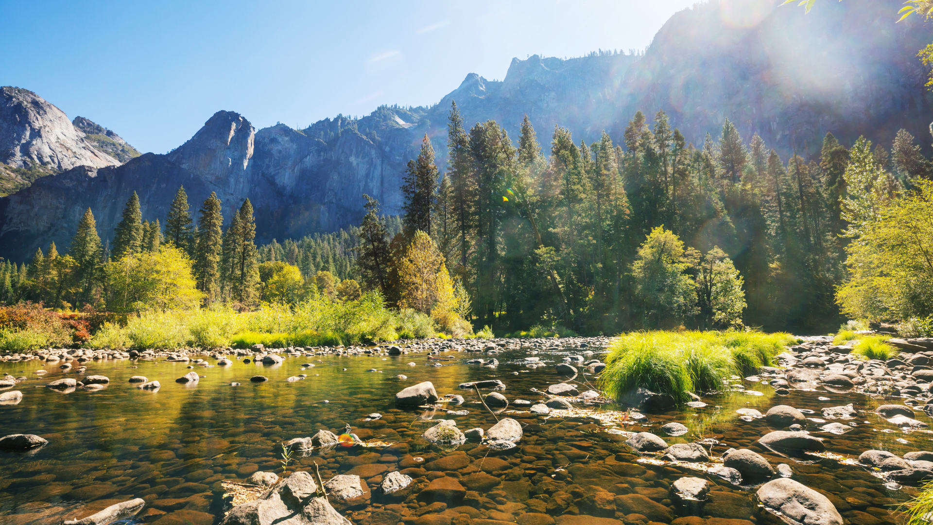Yosemite Trees: Exploring Nature's Majesty
