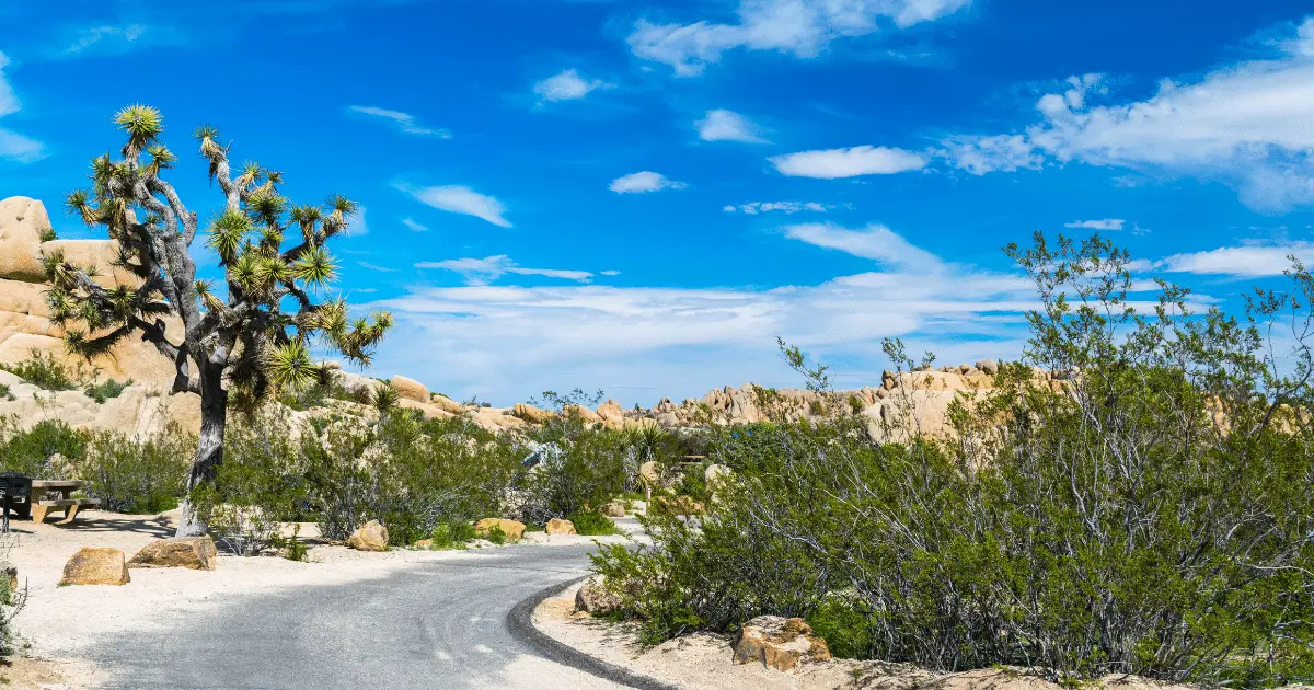Joshua Tree County Exploration: Desert Delights Await