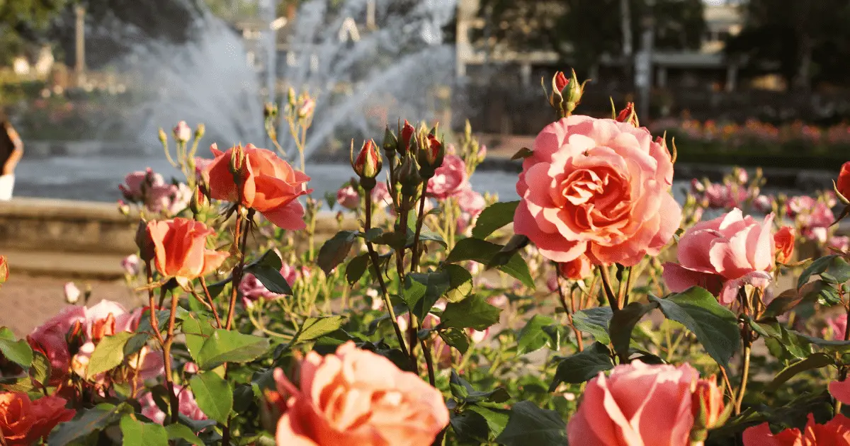 Discover the Origin: Why is Portland Known as the Rose City?