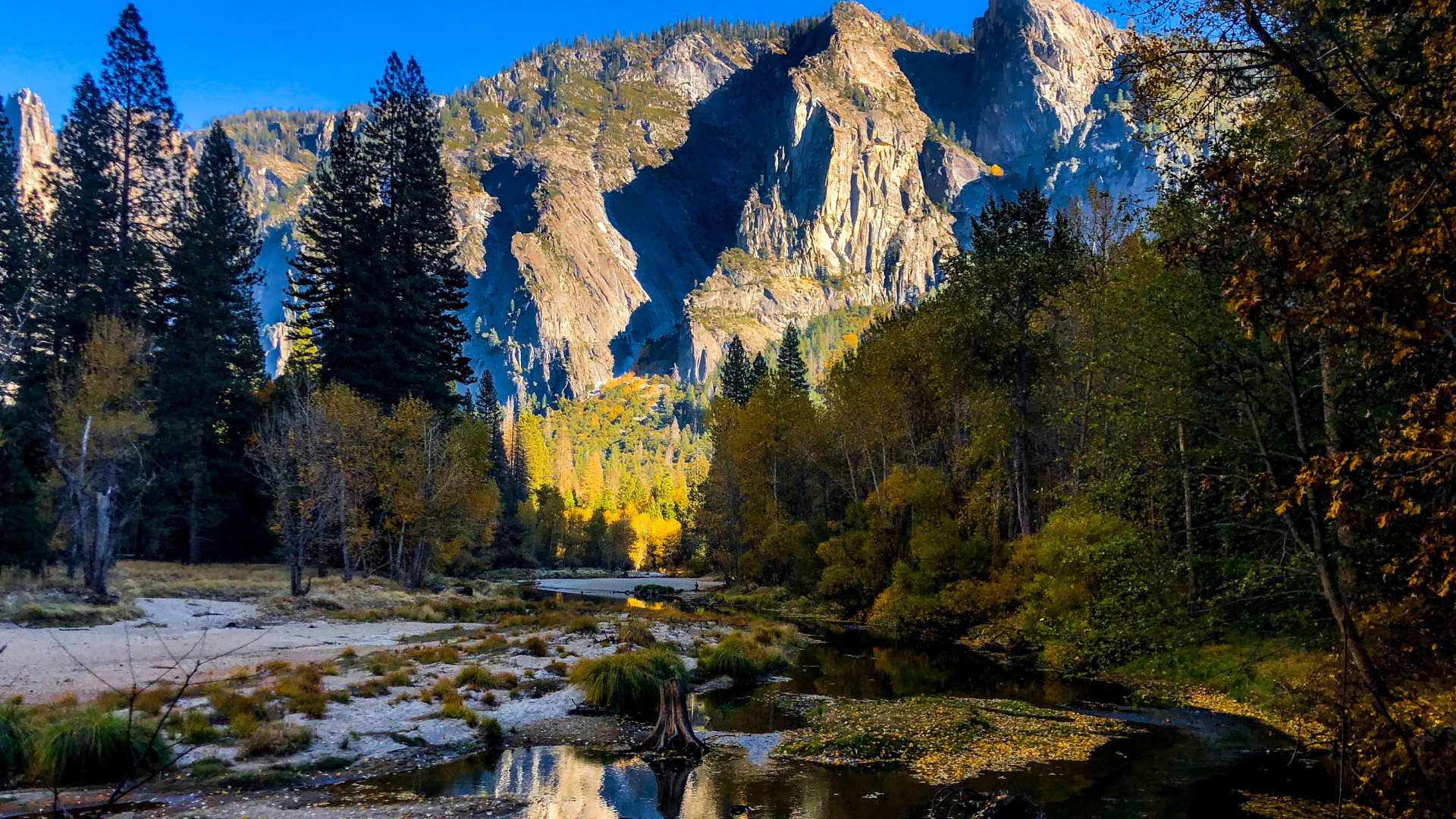 Yosemite Trees: Exploring Nature's Majesty