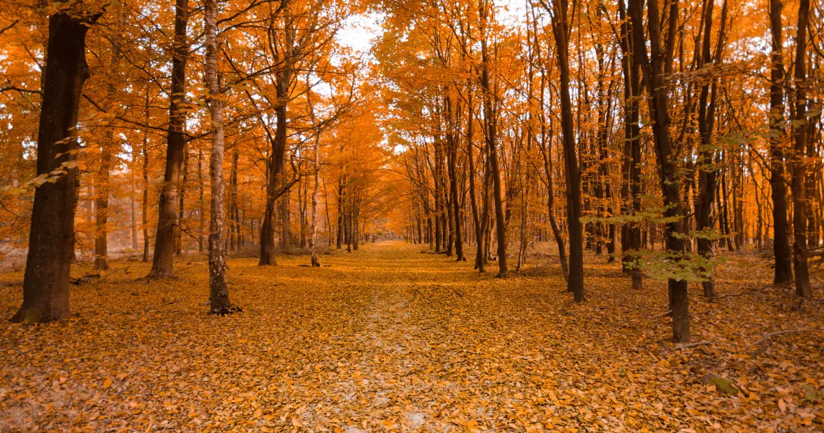 Explore and Enjoy the Top Portland Fall Activities