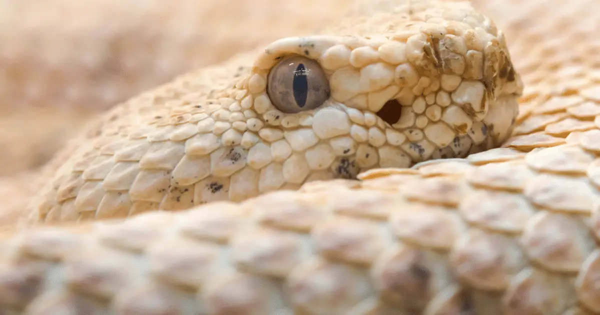 Grand Canyon Pink Rattlesnake: Behavior and Adaptations