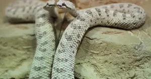 Grand Canyon Pink Rattlesnake: Behavior and Adaptations