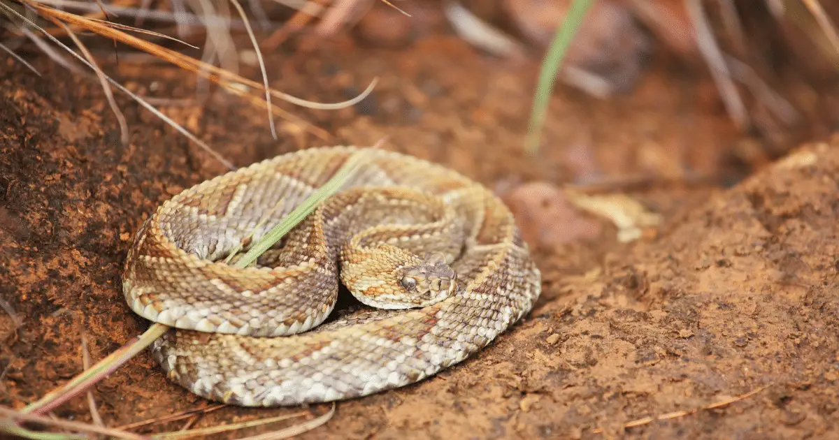 Grand Canyon Pink Rattlesnake: Behavior and Adaptations