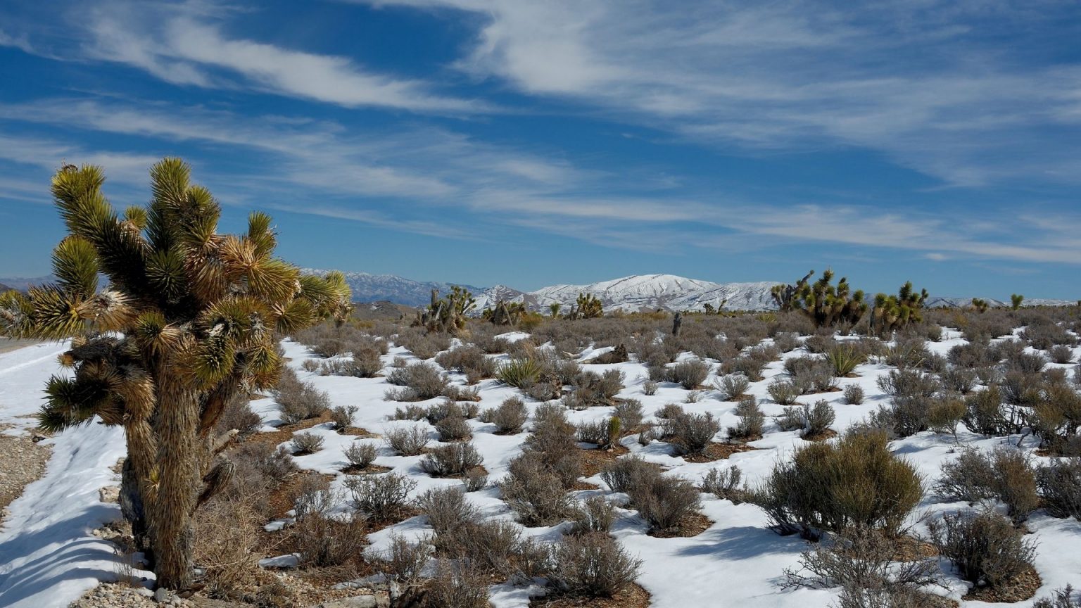 A Guide to Snowy Days: Frozen Tranquility in Joshua Tree