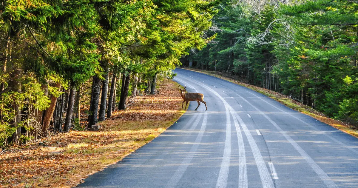 Driving in Phoenix: Discover Scenic Routes