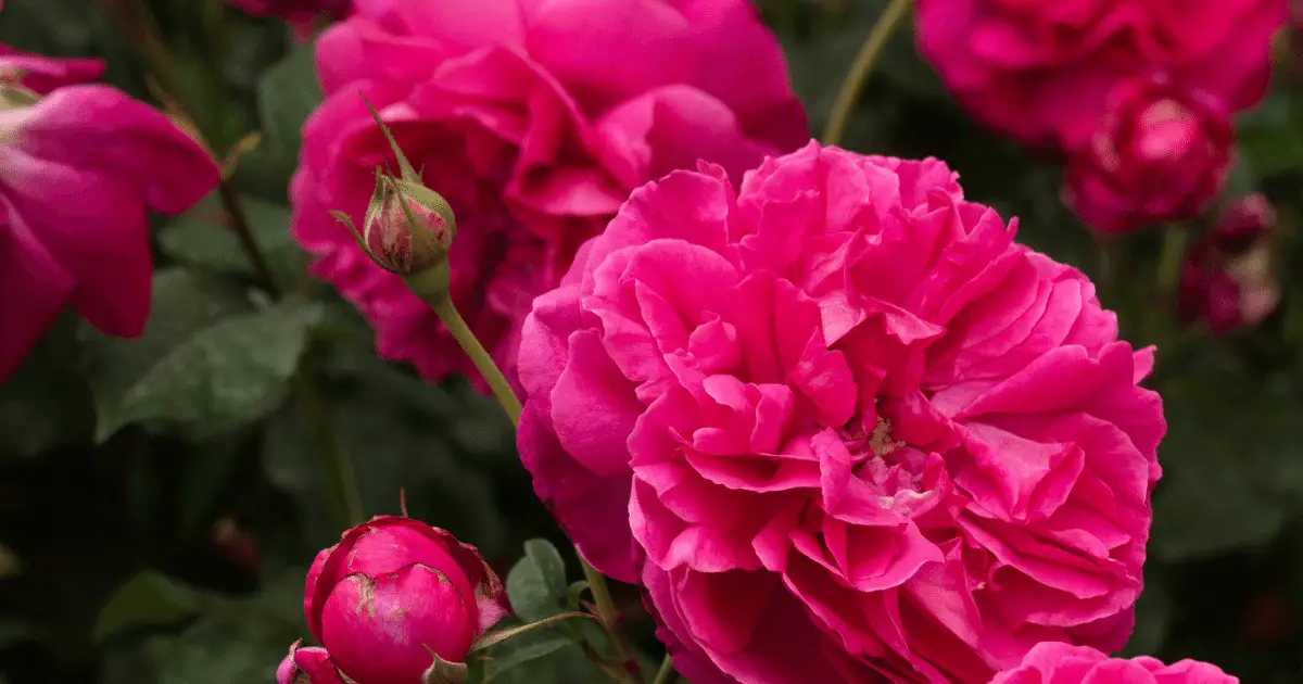 Explore Rose Garden Mountain's Beauty