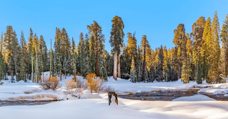 An Overview of Weather by Month in Sequoia National Park
