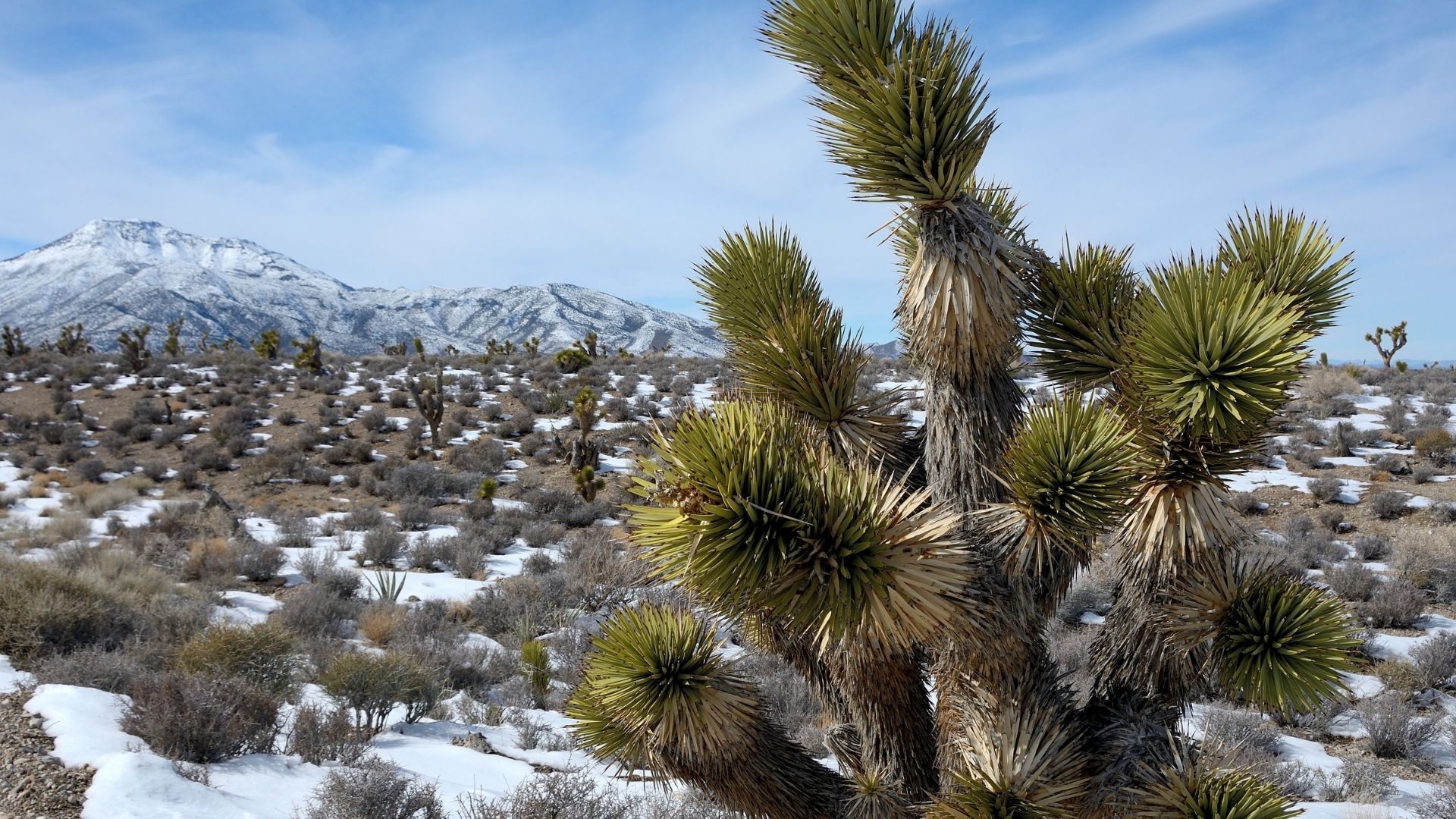 Planning Your Ideal Getaway: Weather Whispers in Joshua Tree