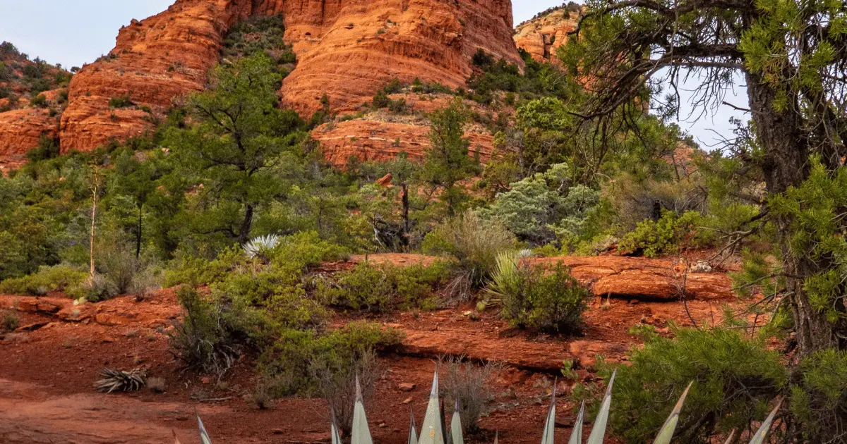 Discover Sedona Wildlife: A Natural Haven